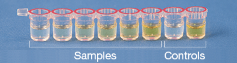 BioKits Walnut Assay Kit - Team Medical & Scientific Sdn Bhd