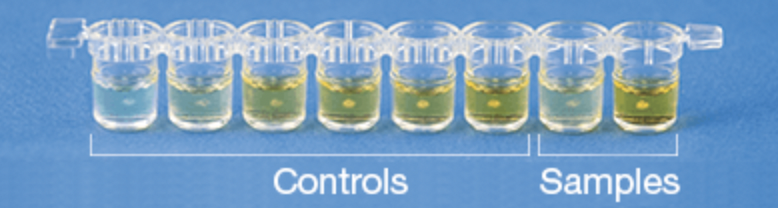BioKits Egg Assay Kit - Team Medical & Scientific Sdn Bhd